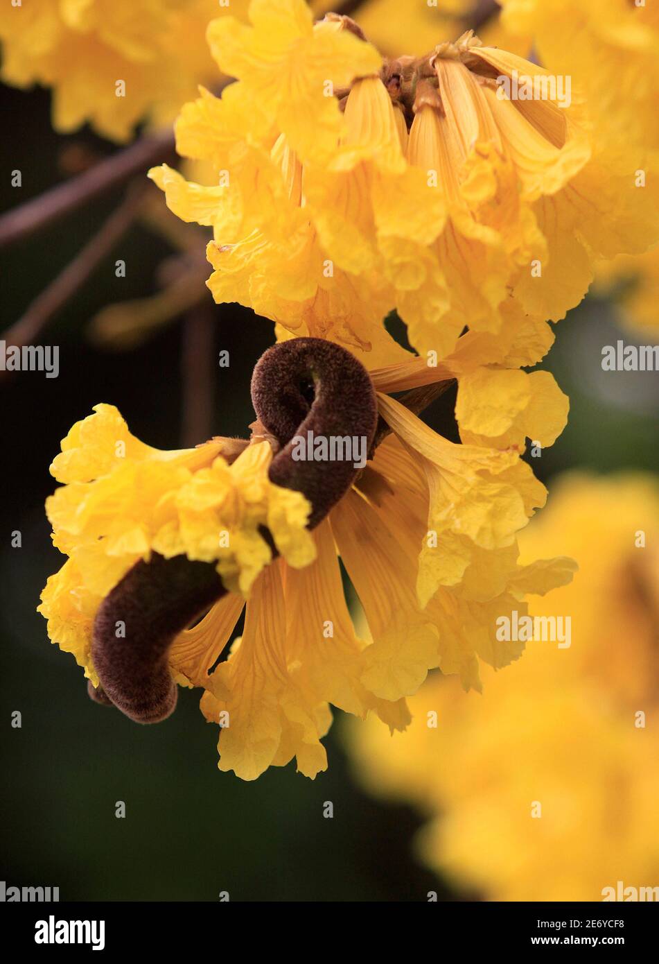 Tajy hi-res stock photography and images - Alamy