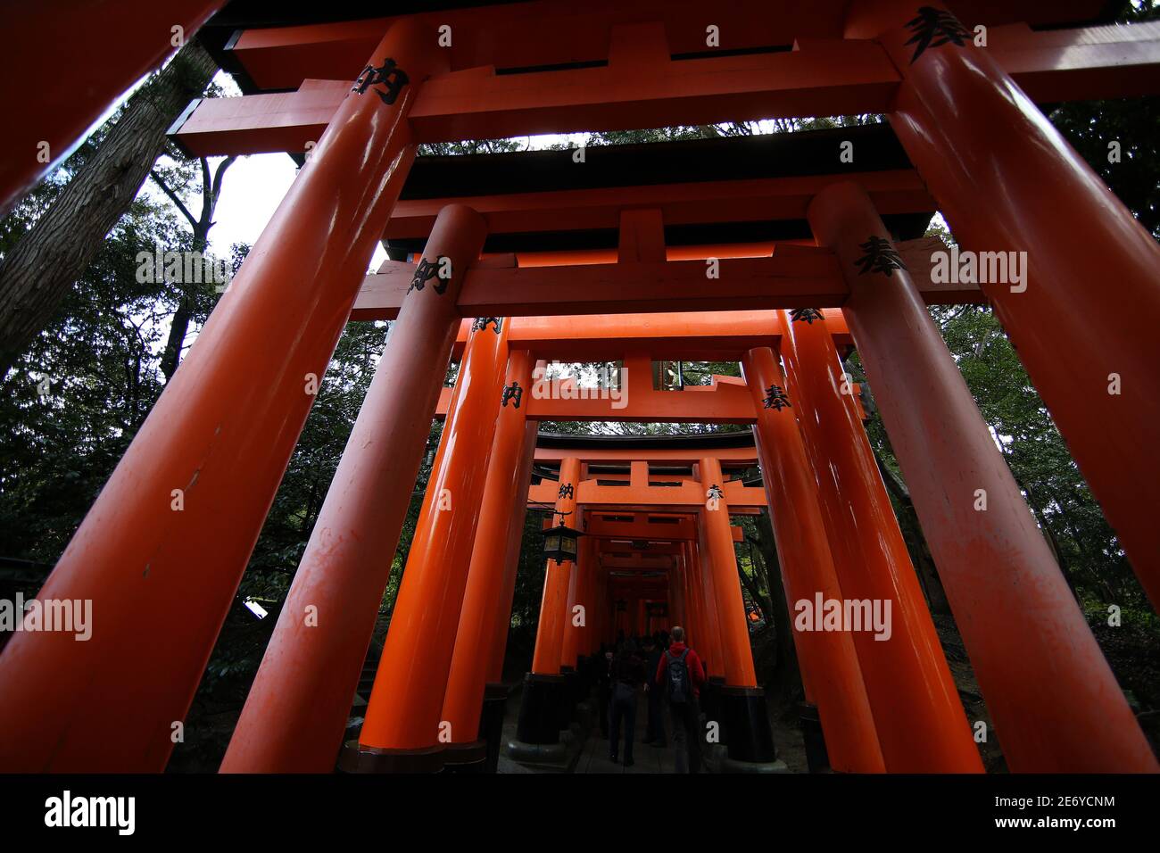 The red torii gates walkway path at fushimi inari taisha shrine the one ...