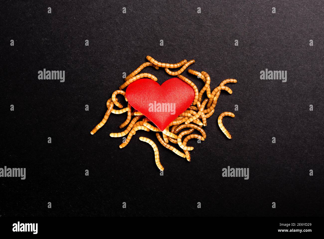 Worms devour the red heart of lost and rotten love Stock Photo - Alamy