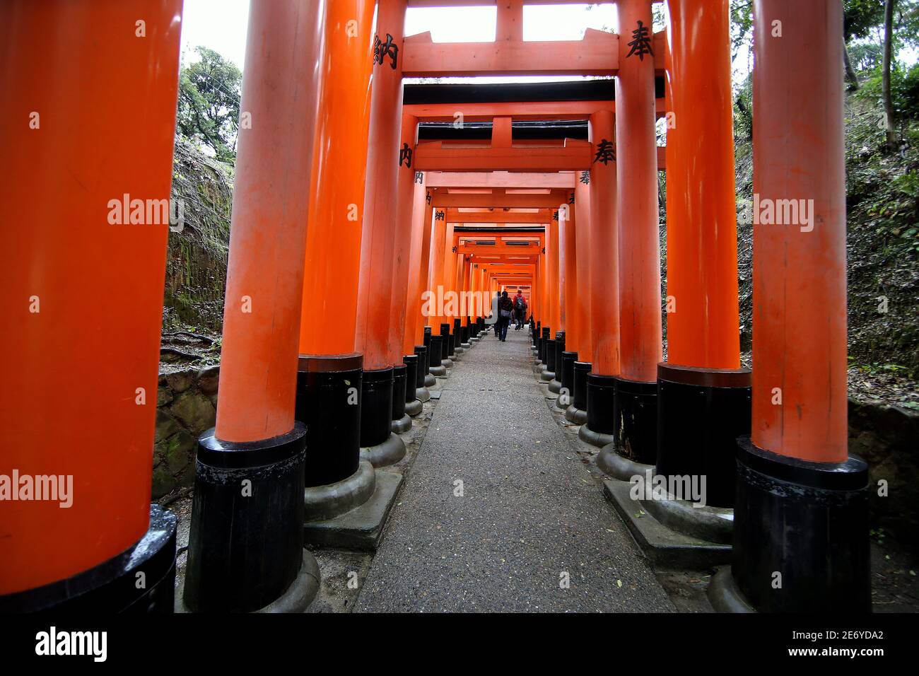 The red torii gates walkway path at fushimi inari taisha shrine the one ...