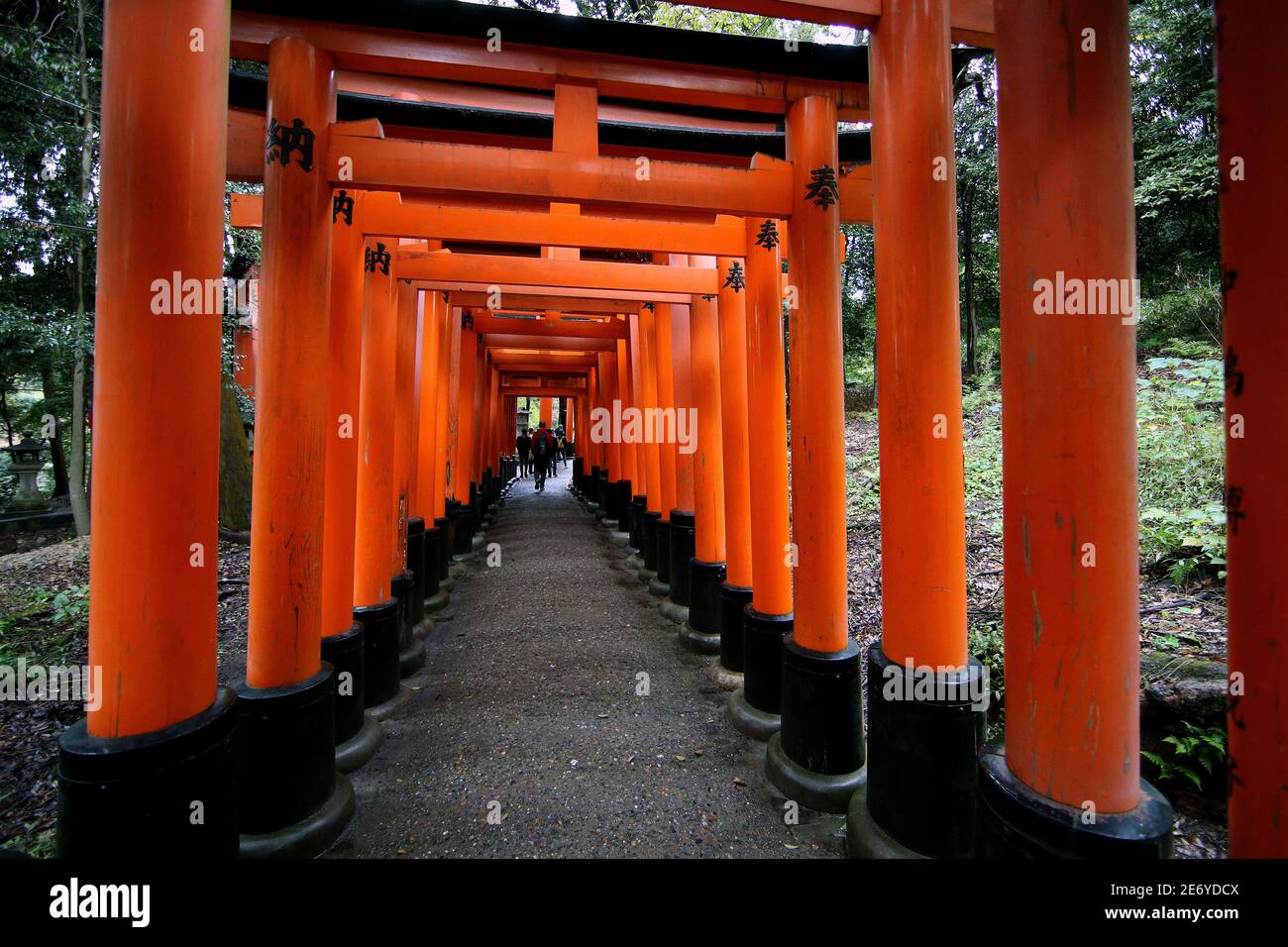 The red torii gates walkway path at fushimi inari taisha shrine the one ...