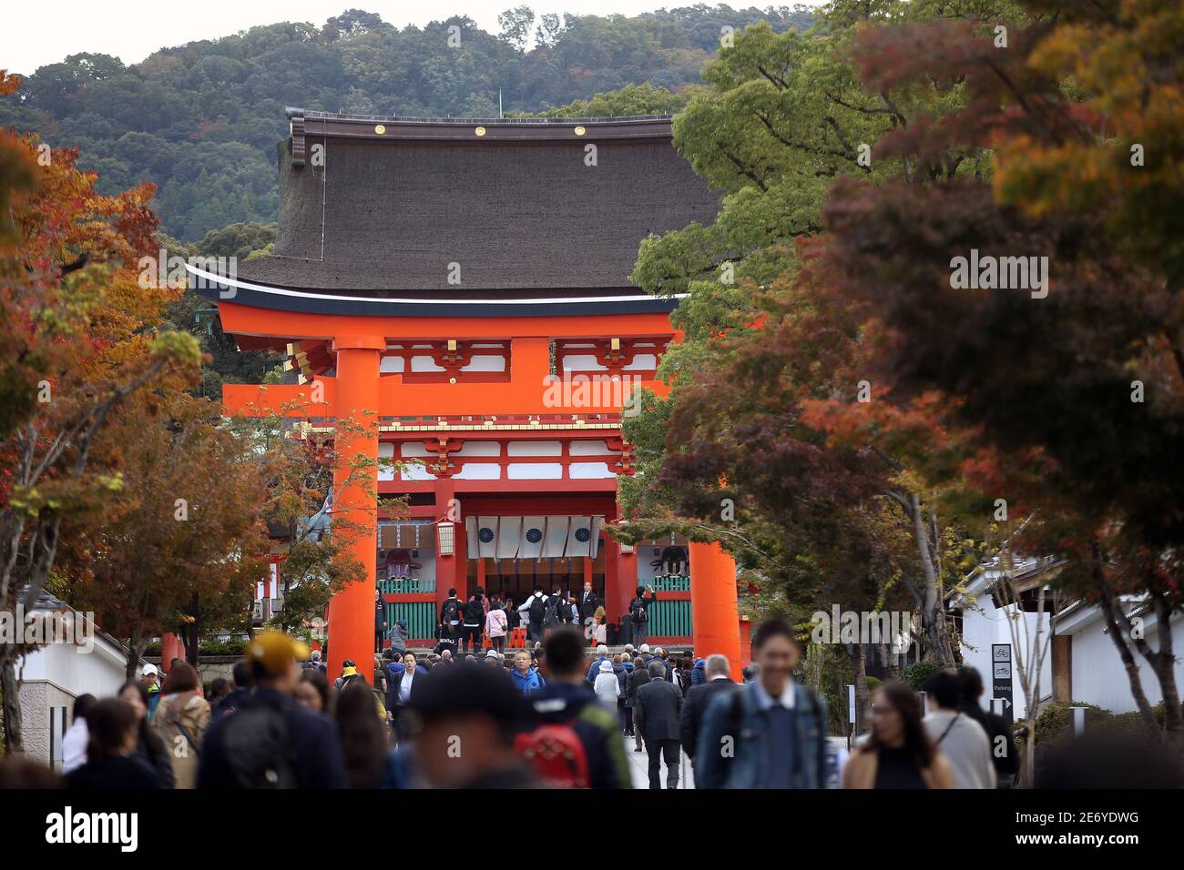 The red torii gates walkway path at fushimi inari taisha shrine the one ...