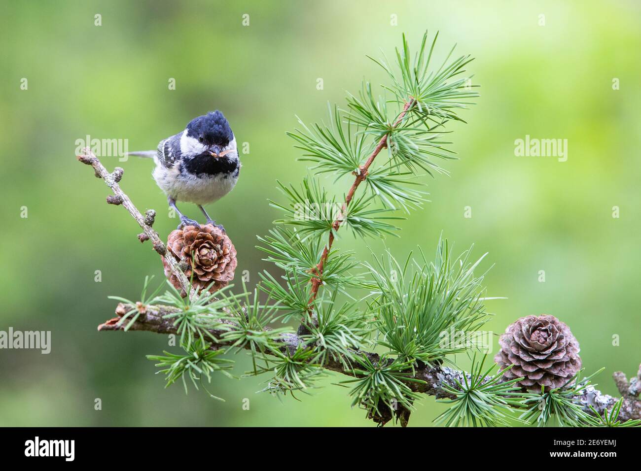 Coal tit [ Periparus ater ] on larch branch with conifer seed in its ...