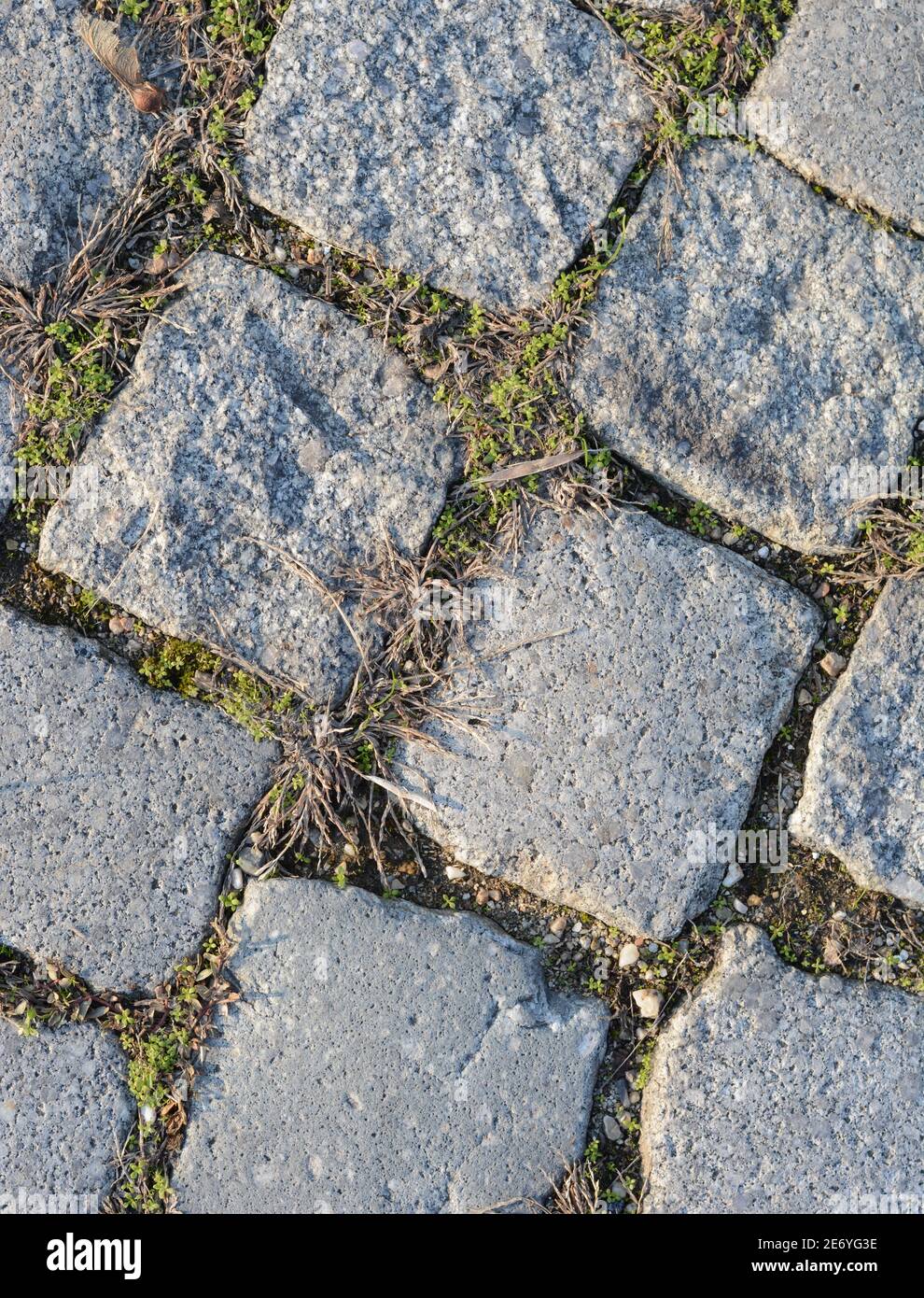 Stone blocks in the walkway. Old sett. Cobble road with grass growing ...