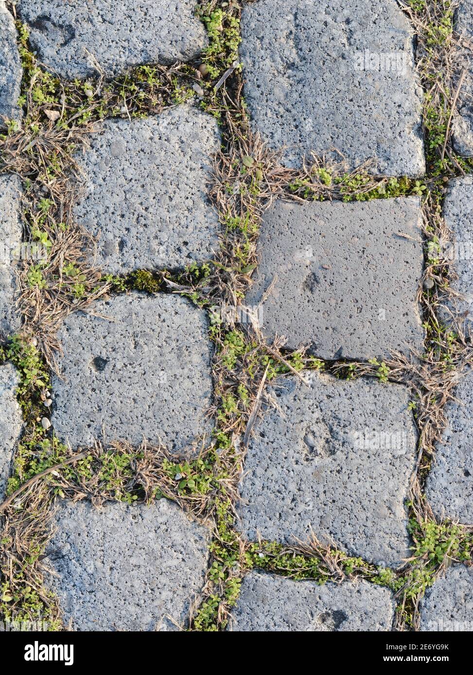 Stone blocks in the walkway. Old sett. Cobble road with grass growing ...