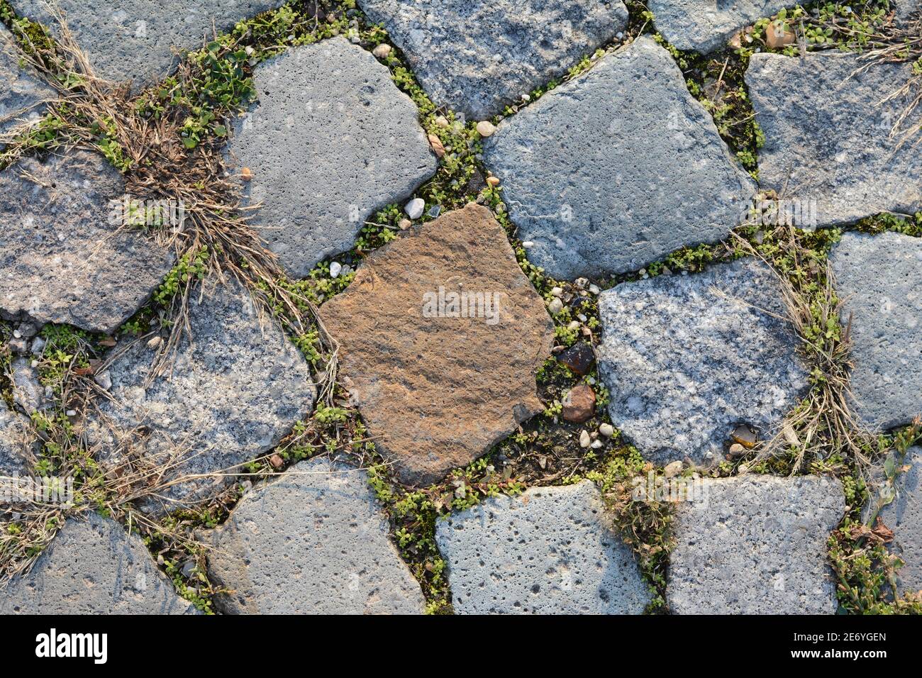 Stone blocks in the walkway. Old sett. Cobble road with grass growing ...
