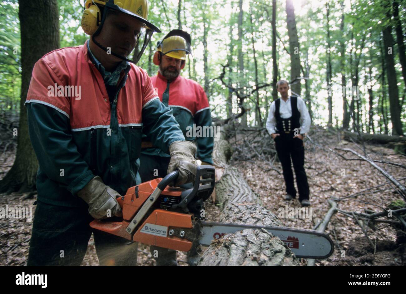 GERMANY, forestry, deciduous forest, oak timber harvest , forest worker ...