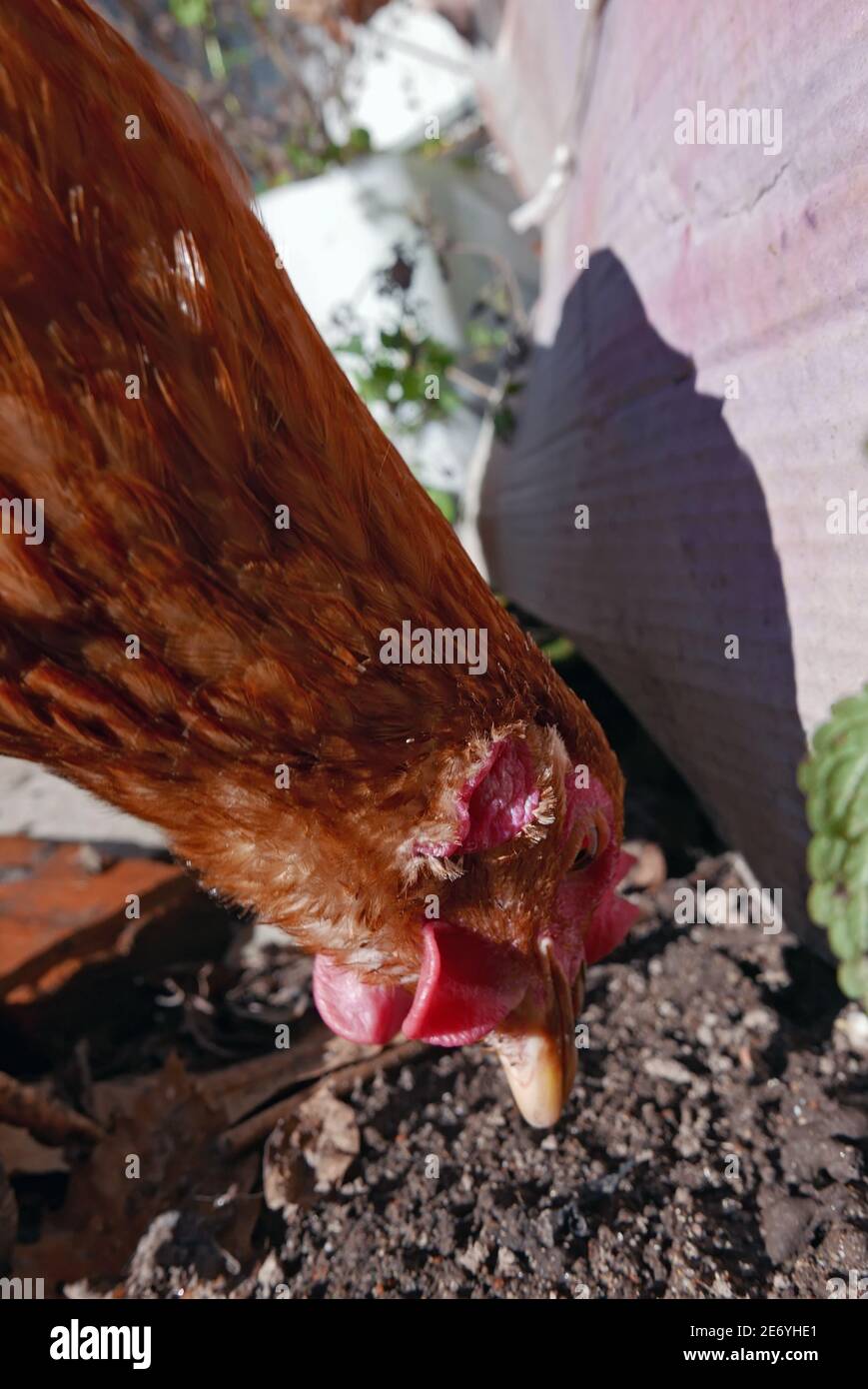red hen in the courtyard close up Stock Photo - Alamy