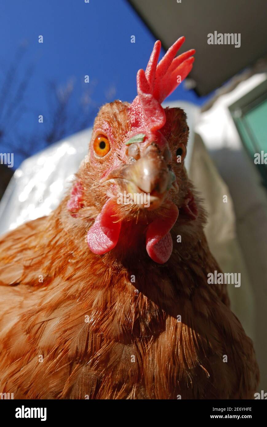 Chickens close up hi-res stock photography and images - Alamy