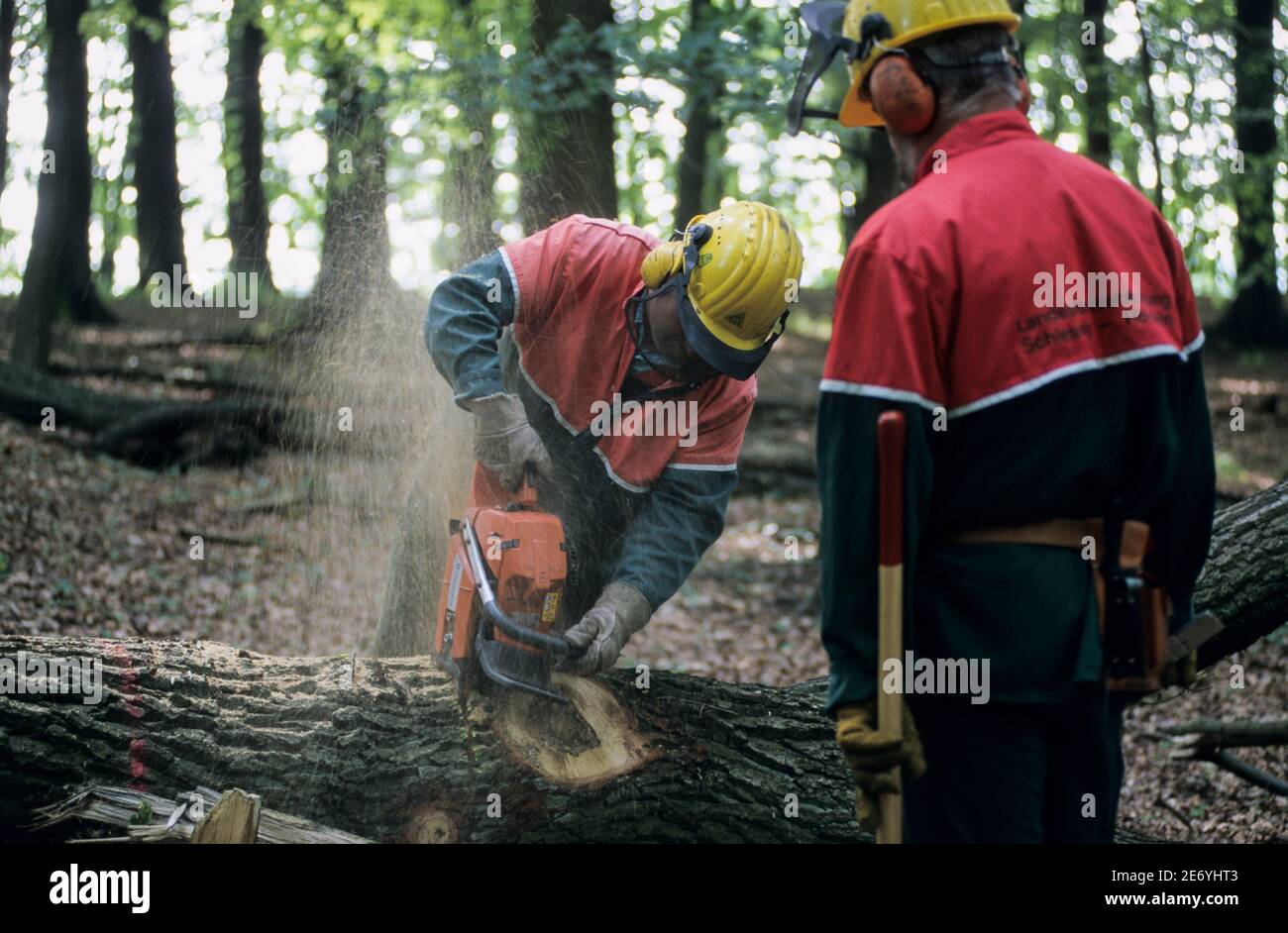 GERMANY, forestry, deciduous forest, oak timber harvest , forest worker ...