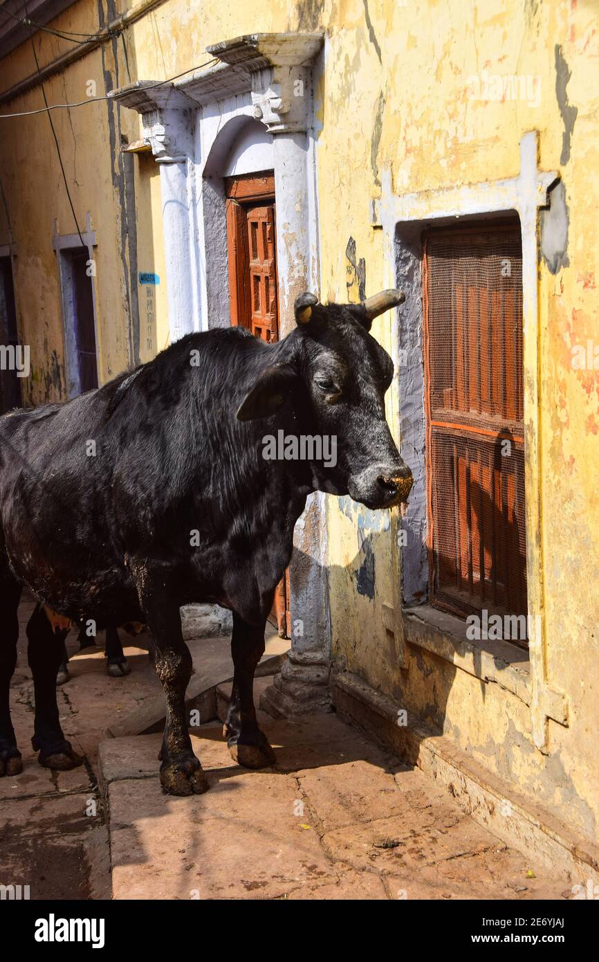 Cow roams hi-res stock photography and images - Alamy