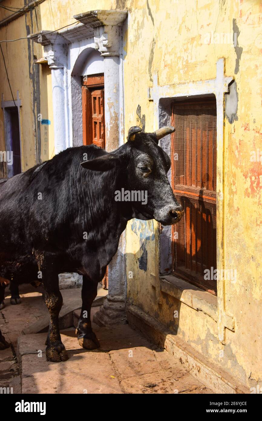 Cow roams hi-res stock photography and images - Alamy