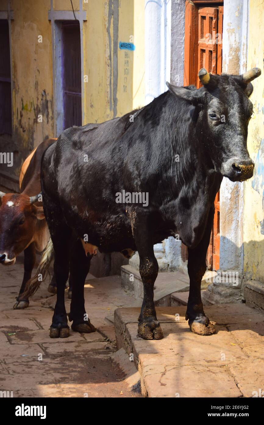 Black Cow roams the back streets, Varanasi, India Stock Photo - Alamy