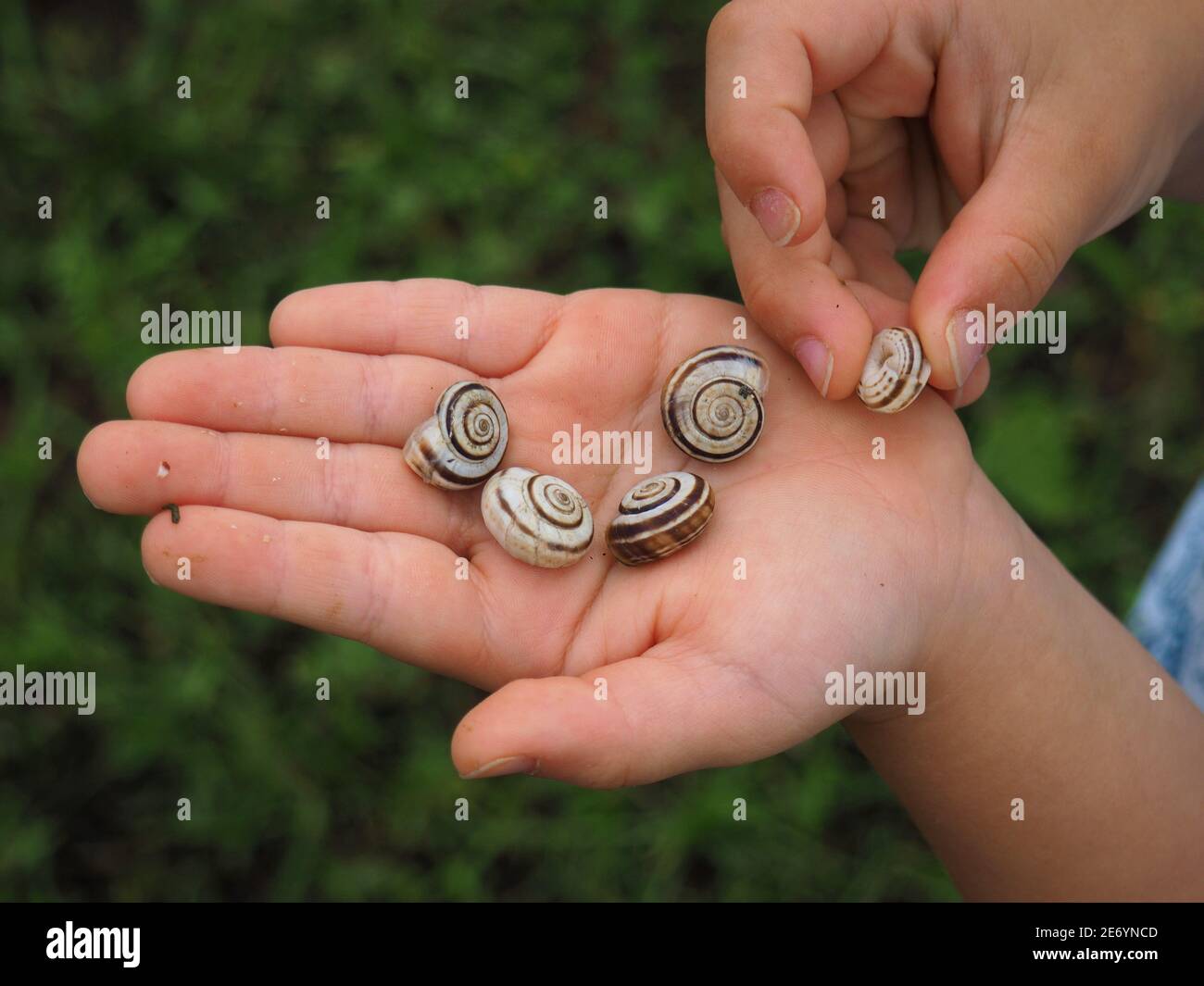 Child holding a snail hi-res stock photography and images - Alamy
