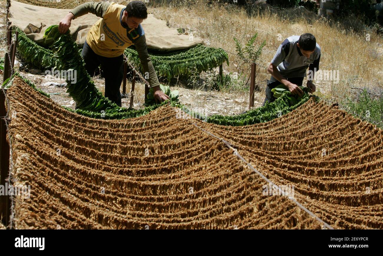 Lebanese farmers hi-res stock photography and images - Alamy