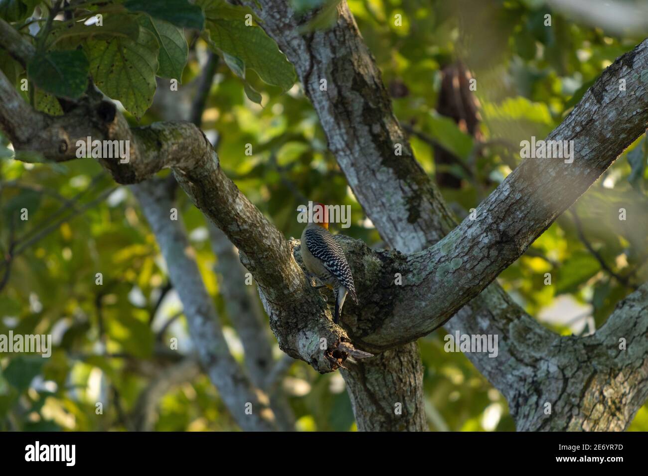 Back view of a male Red-bellied woodpecker perched on a tree Stock ...