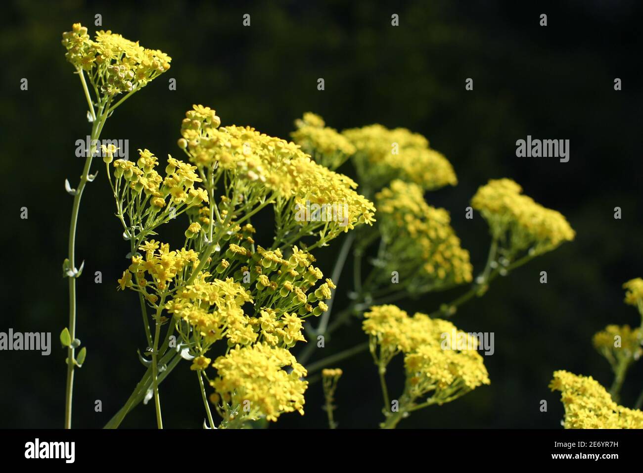 Selective focus shot of a beautiful Fynbos flower blooming in South ...