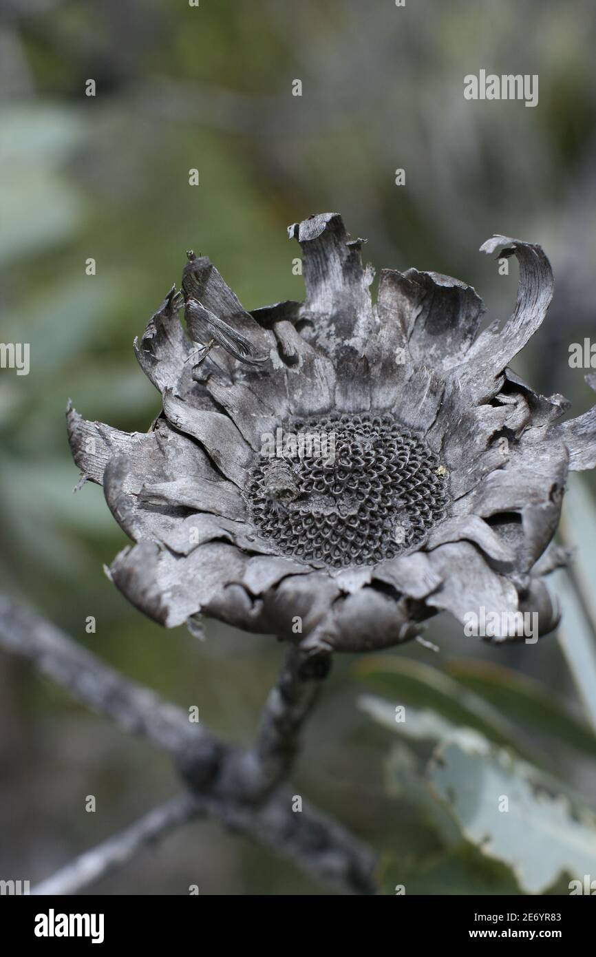 Selective focus shot of a beautiful Fynbos flower blooming in South ...