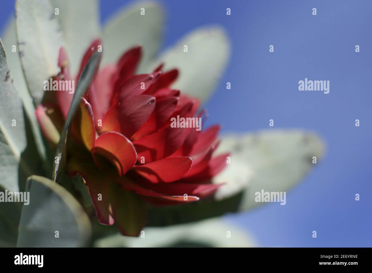 Selective focus shot of a beautiful Fynbos flower blooming in South ...