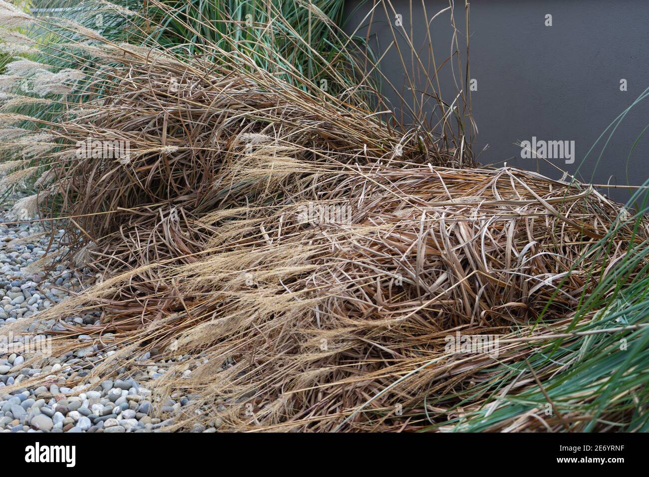 Pampas grass folded under the weight of the snow Stock Photo - Alamy