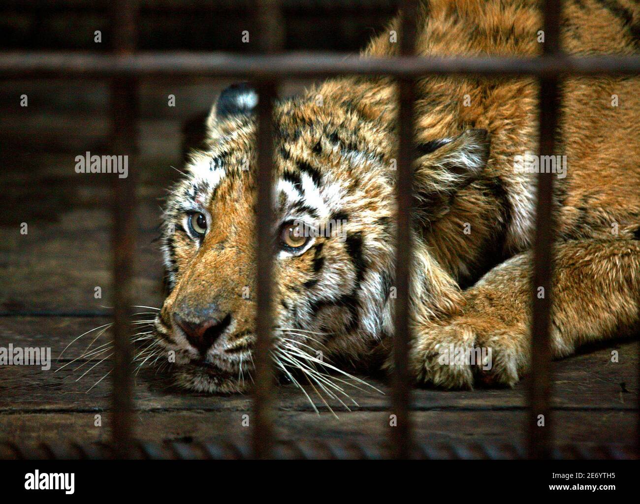 Tiger Habitat Loss India High Resolution Stock Photography and Images ...