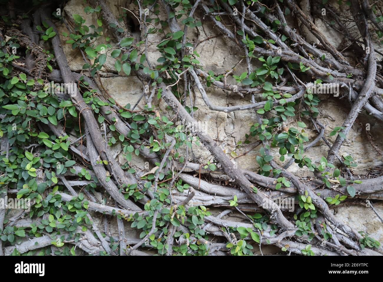 Closeup shot of winding vines and roots covering a wall. Perfect for ...