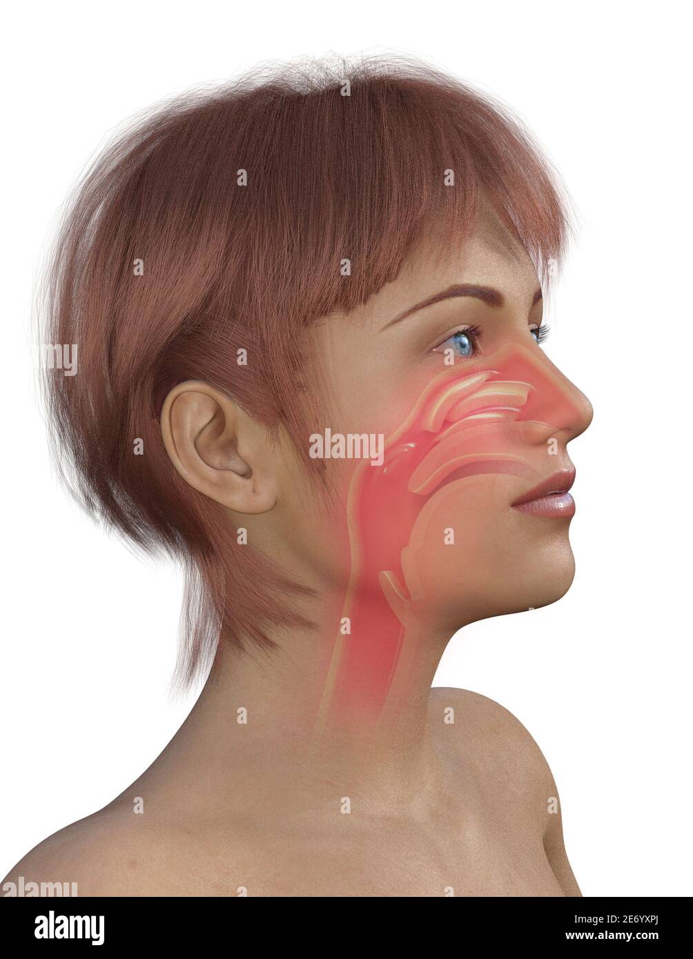 Anatomical 3d illustration of the inside of the nostrils and throat in ...