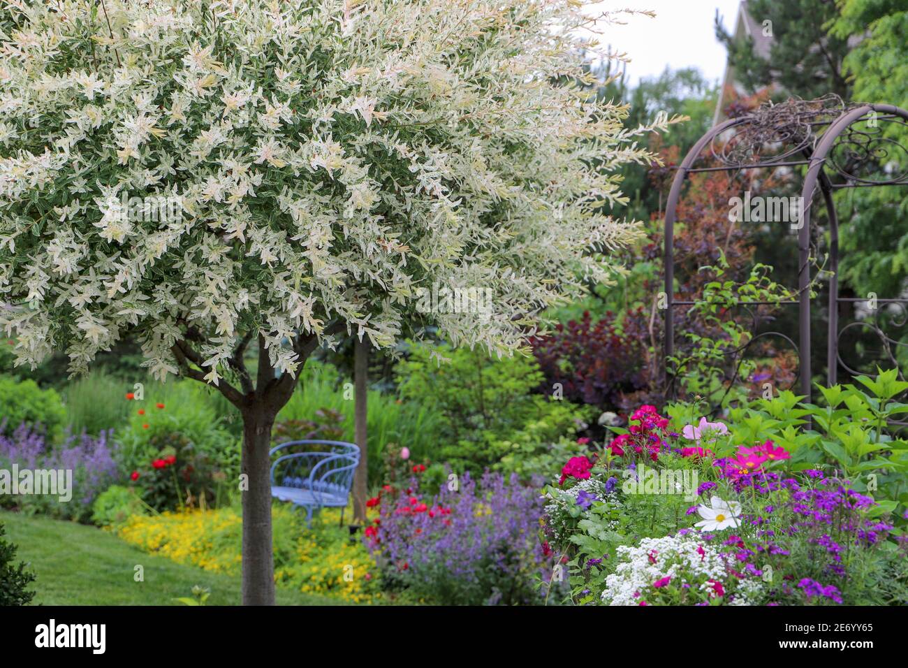 Dappled willow hi-res stock photography and images - Alamy