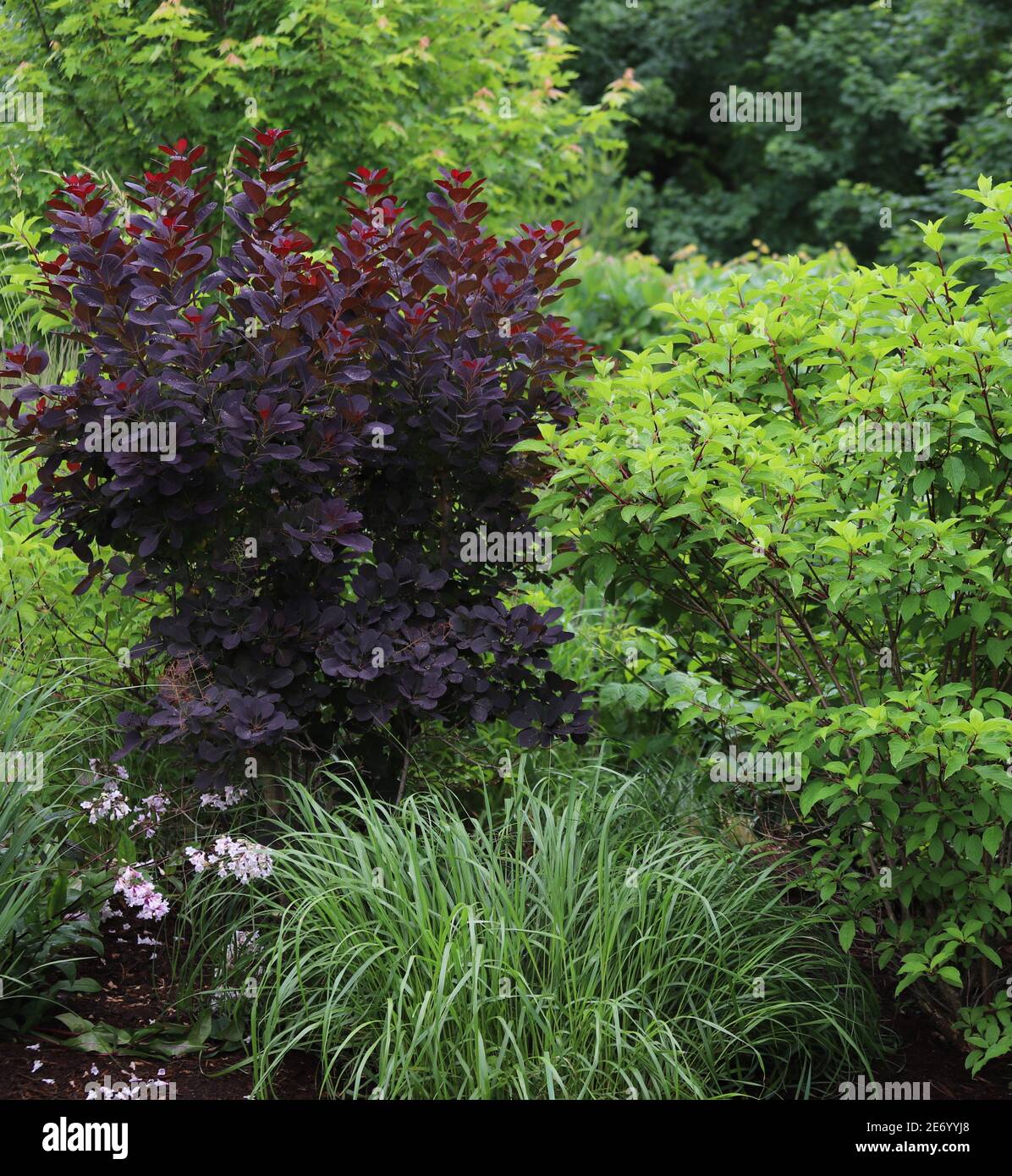 Beardstongue, Husker Red, with white flowers and dark purple foliage ...