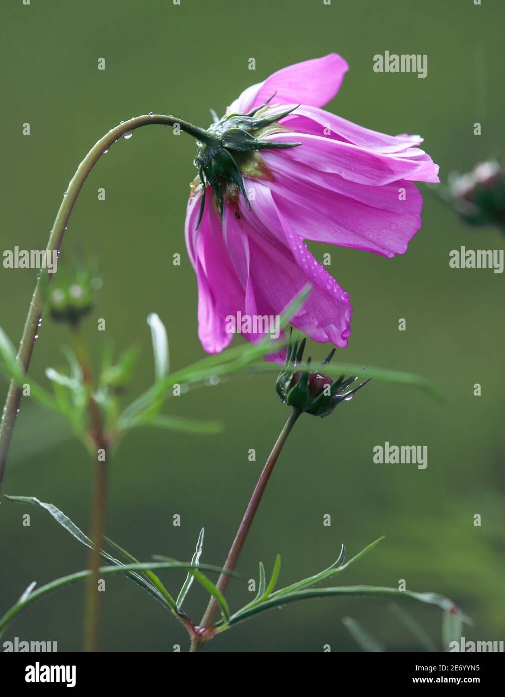 Macro of A single pink cosmos on a spring green background Stock Photo ...