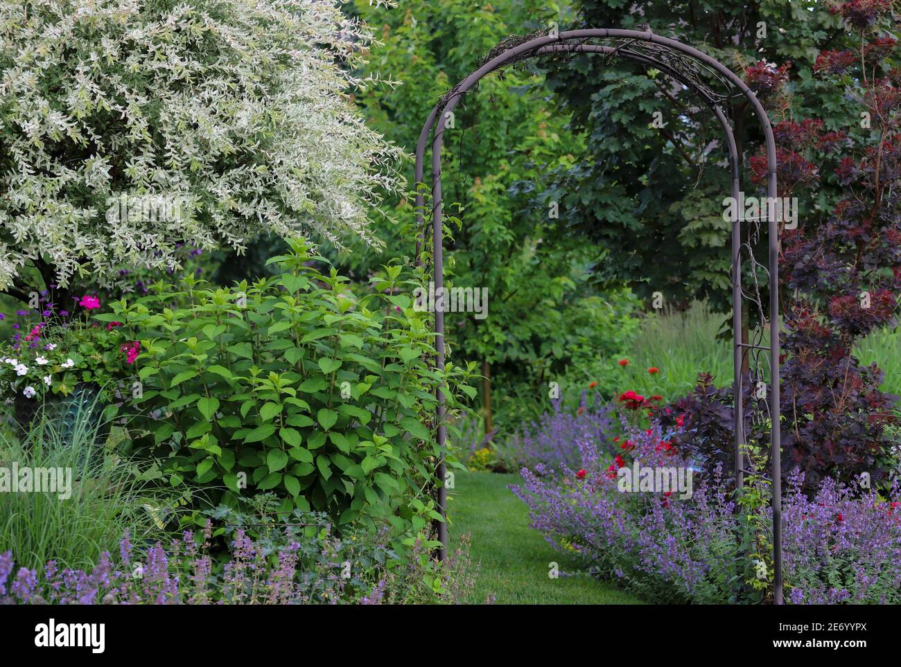 Tranquil scene of a Japanese ornamental willow tree, Variegated in full ...