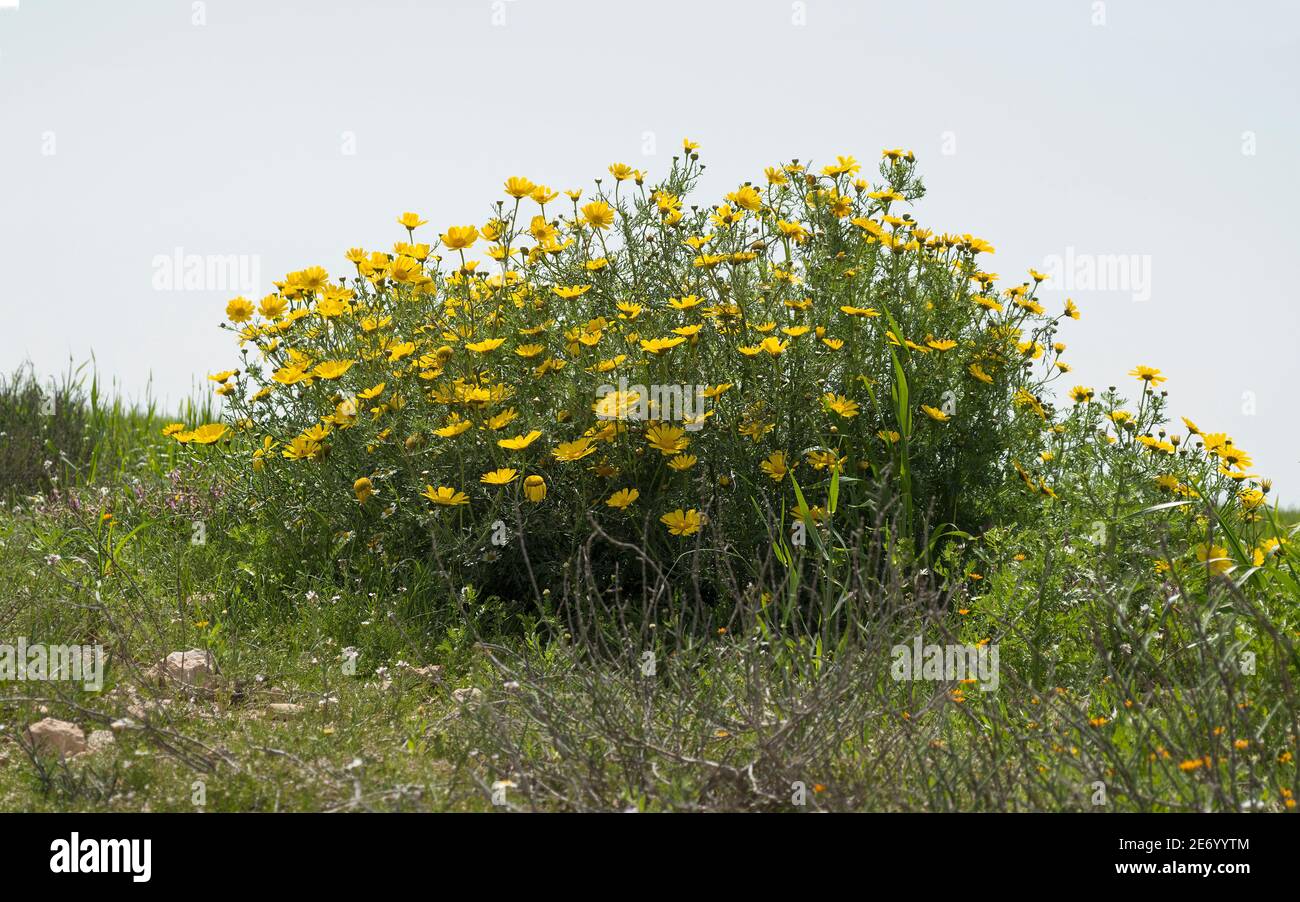 Wildflowers in the judean desert hi-res stock photography and images ...