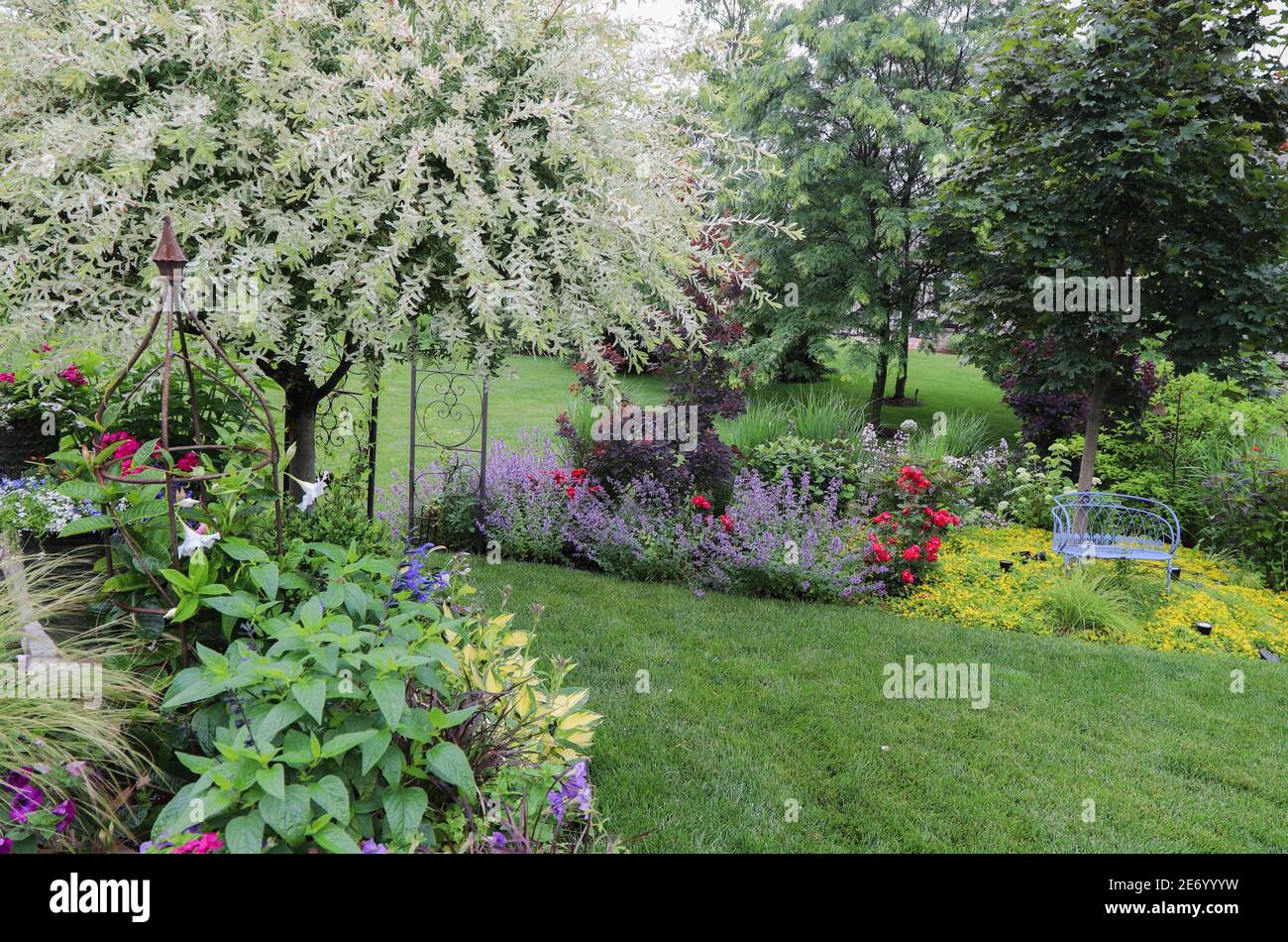 Tranquil scene of a Japanese ornamental willow tree, Variegated in full ...