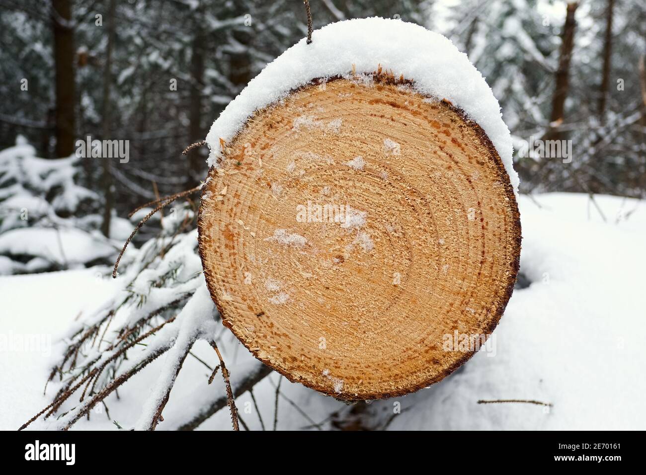 Sawed tree trunk hi-res stock photography and images - Alamy