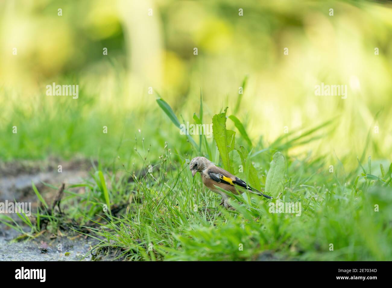 Green and yellow finch, songbird, sitting in the grass by the water ...