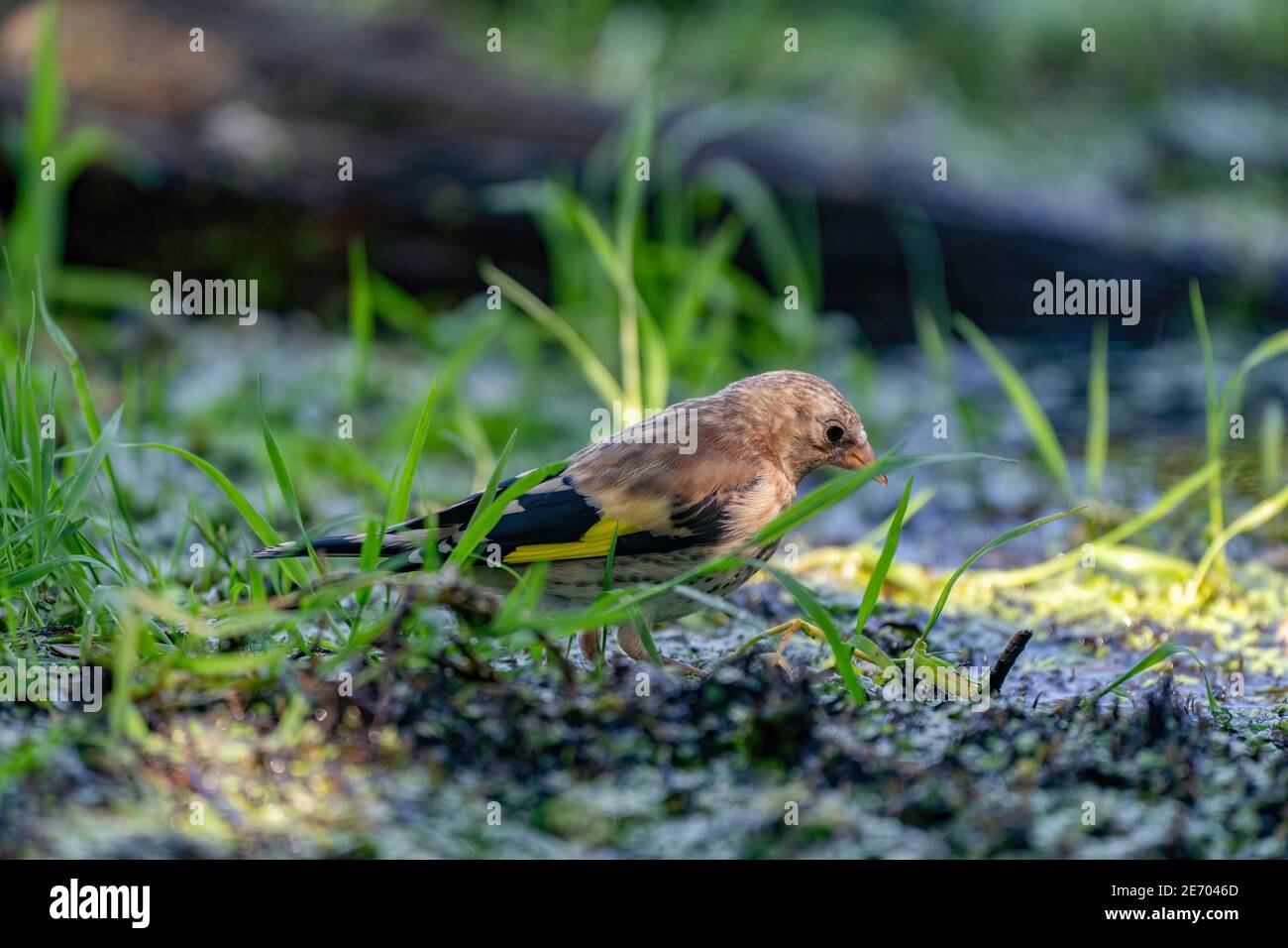 Greenfinch on grass close hi-res stock photography and images - Alamy