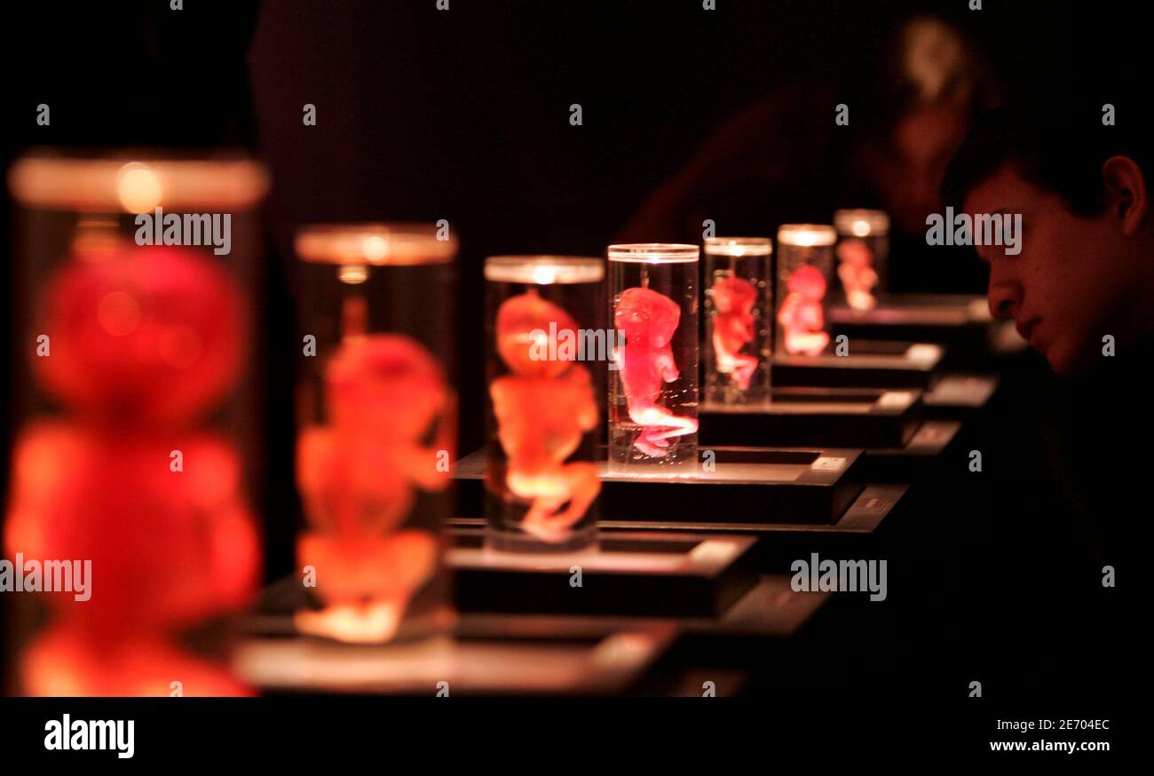 Human Fetuses High Resolution Stock Photography and Images - Alamy