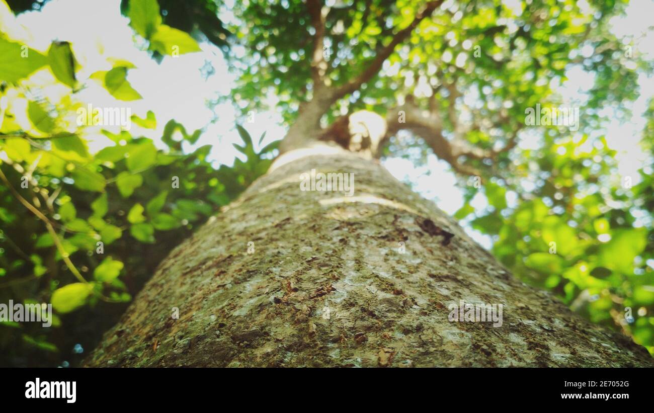 Low angle shot of a tall tree against the clear sky at sunlight Stock ...