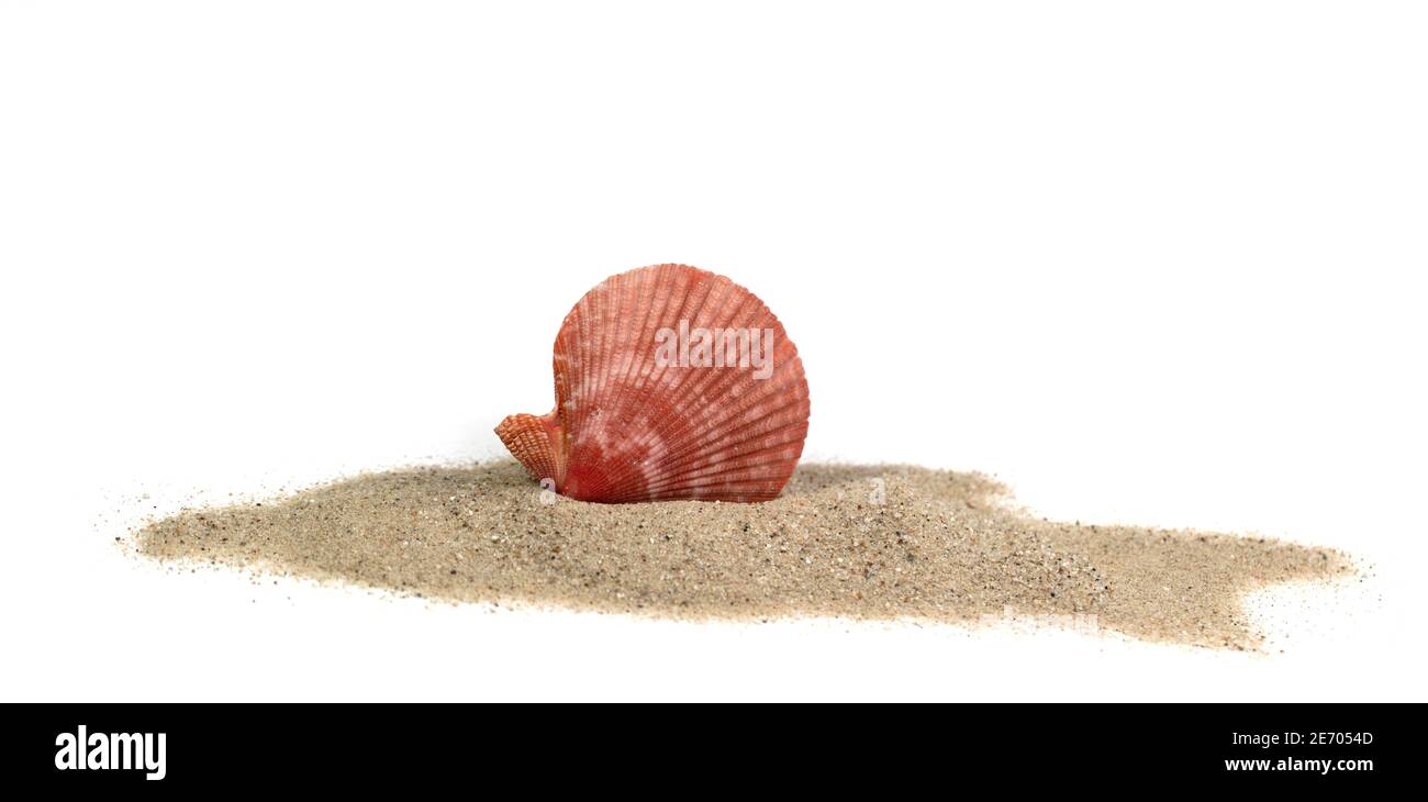 Housing of a red scallop in the sand against a white background Stock ...