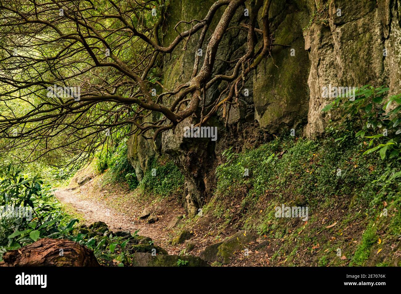 Azores green lush hi-res stock photography and images - Alamy