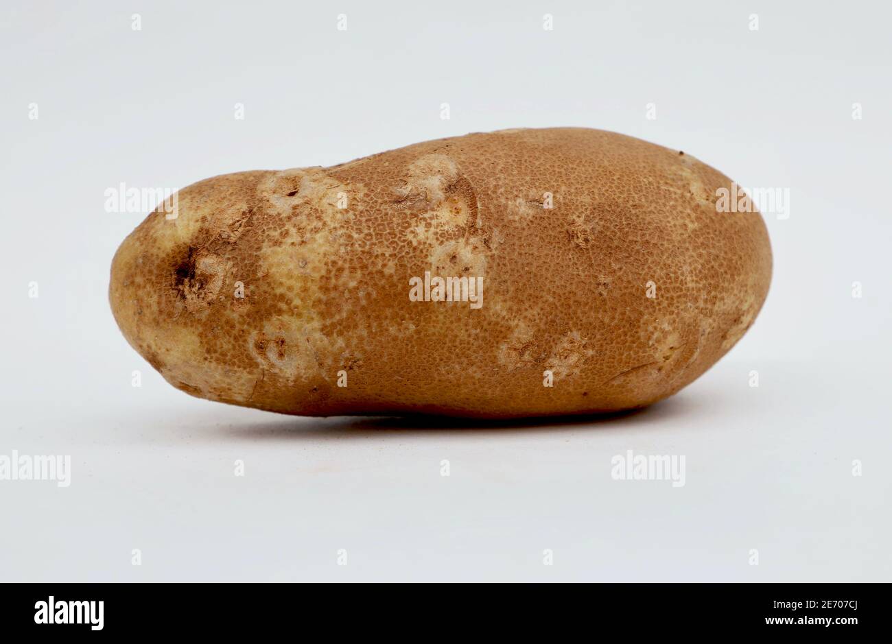Closeup of a russet potato against a white background Stock Photo - Alamy