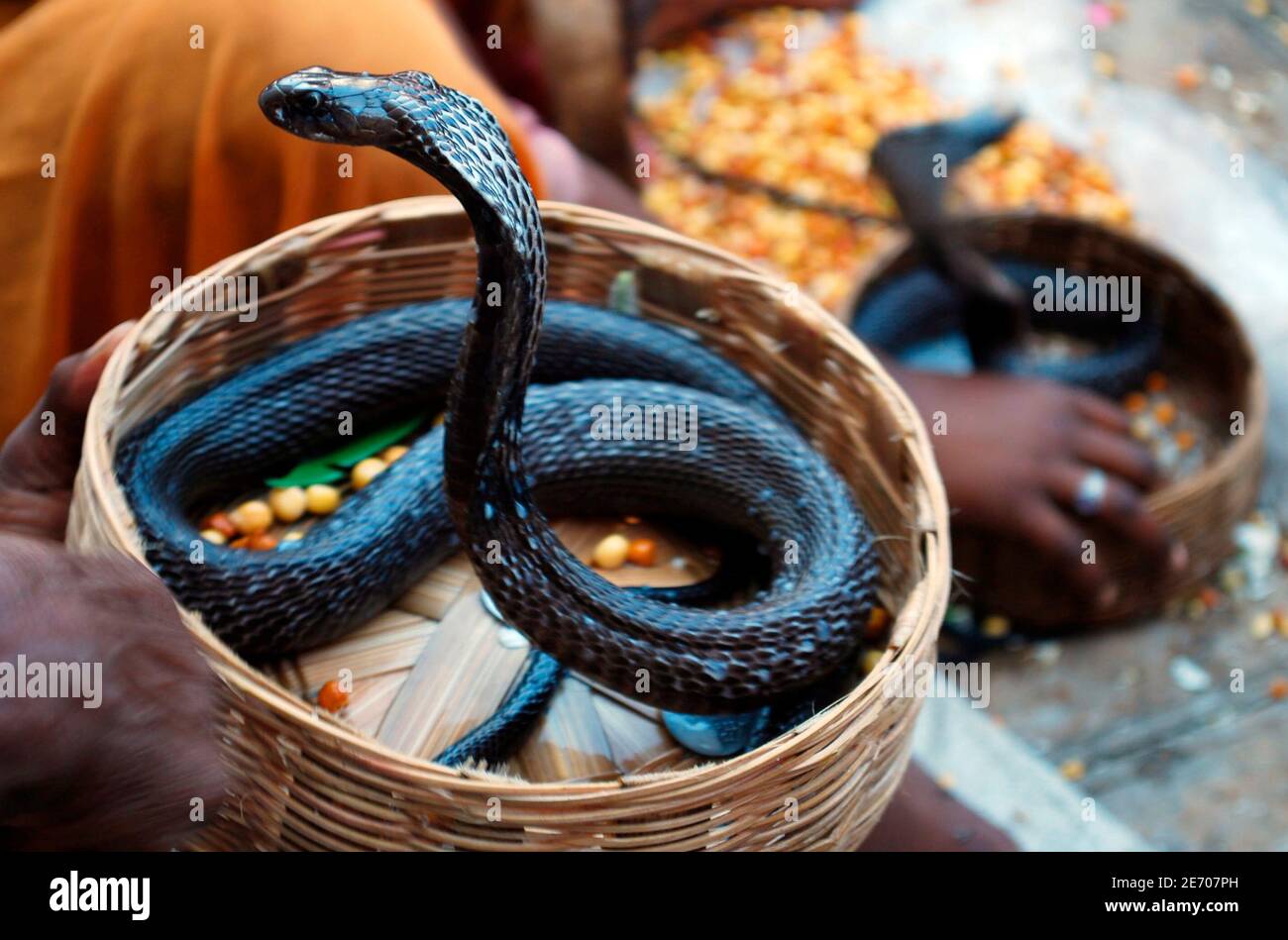 Indian snake festival india hi-res stock photography and images - Alamy