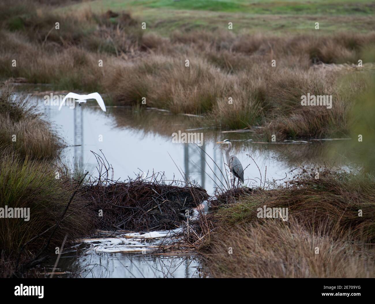 Heron in flight Stock Photo - Alamy