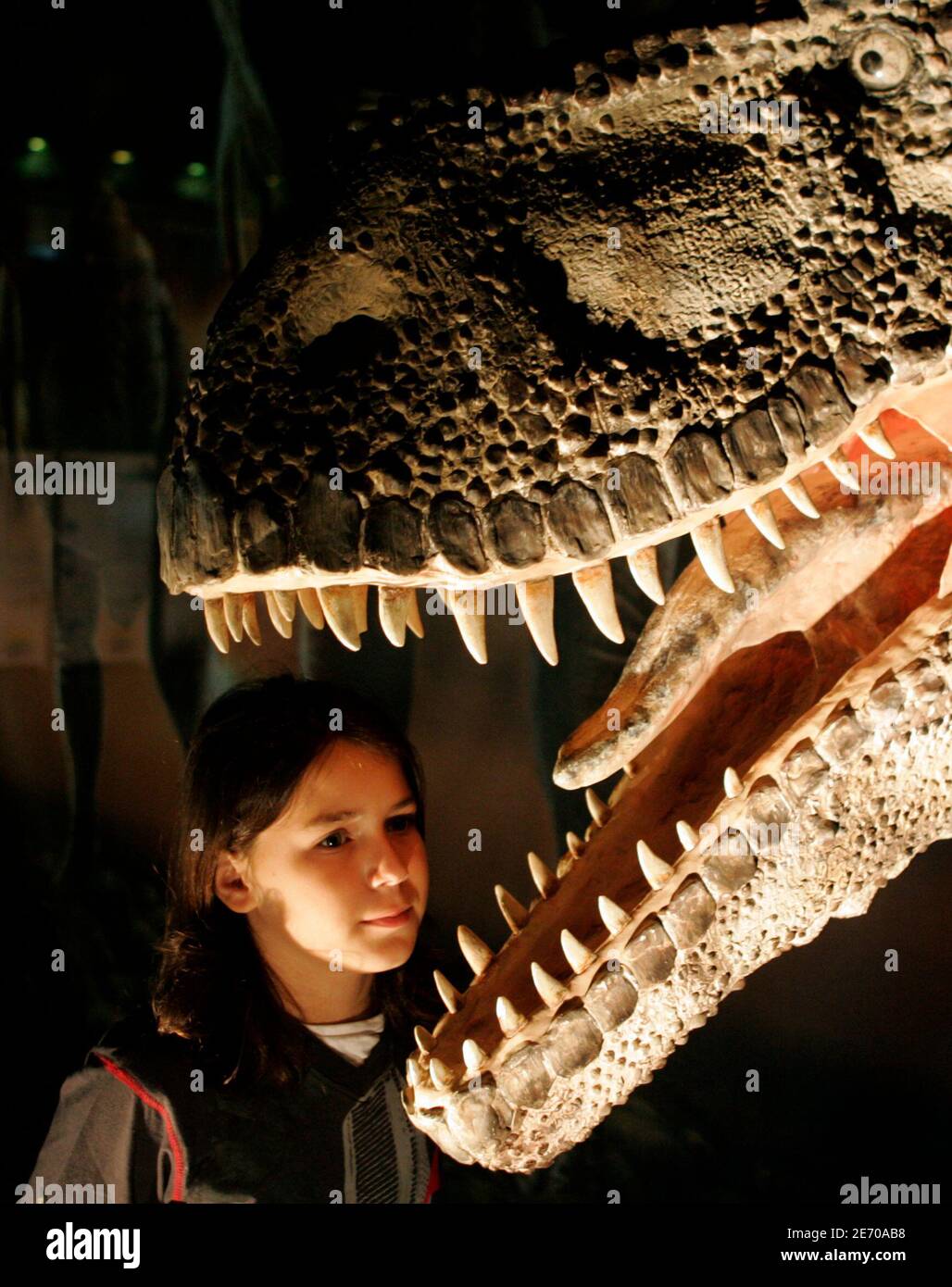 Rebbachisaurus High Resolution Stock Photography and Images - Alamy