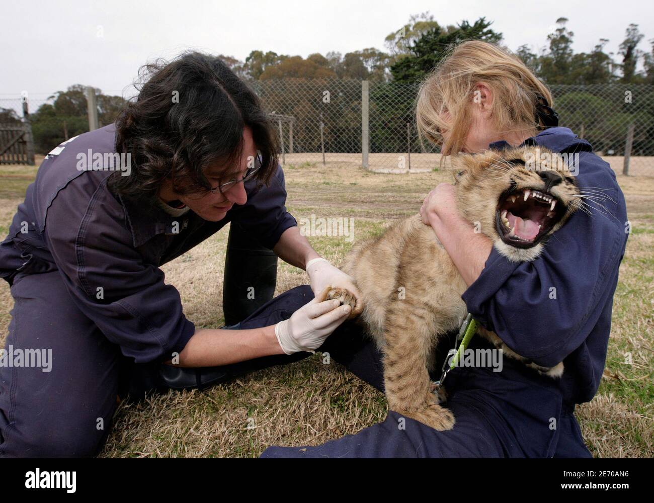 Claw injury hi-res stock photography and images - Alamy