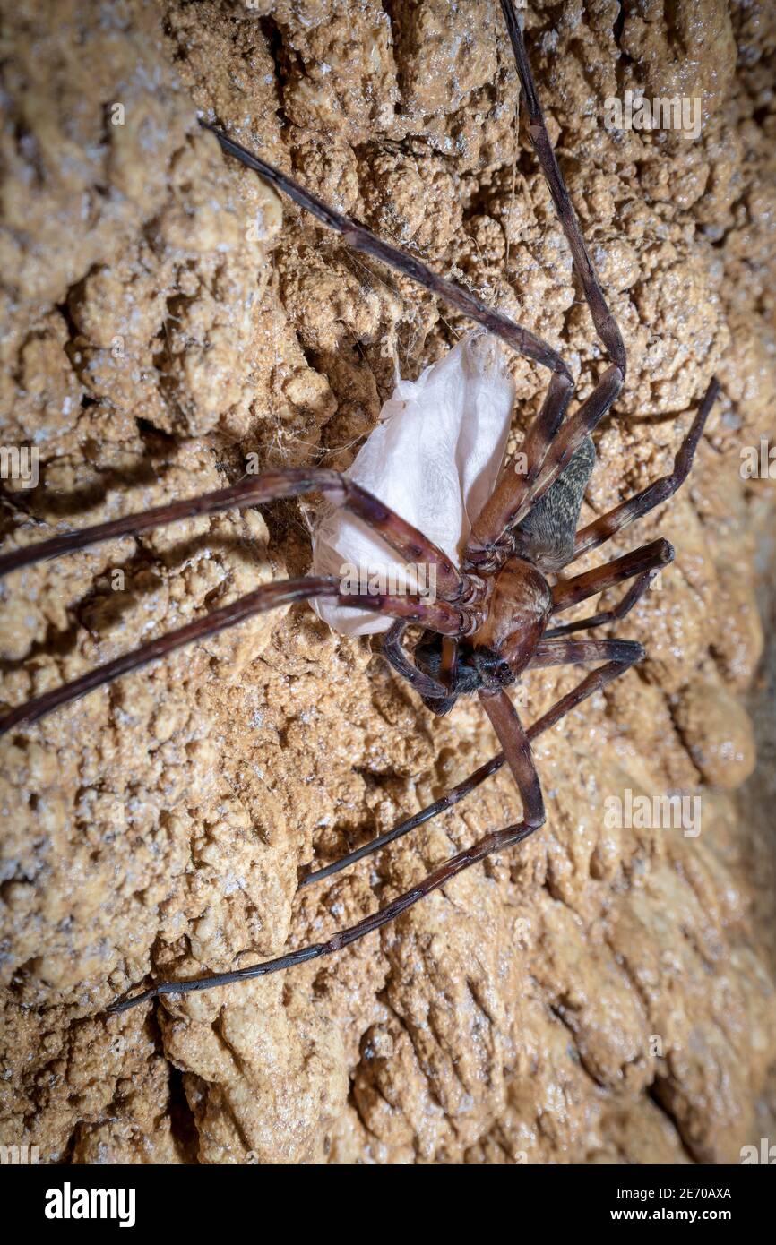 Huntsman spider with egg sack, Clearwater Cave, Mulu, Malaysia Stock ...