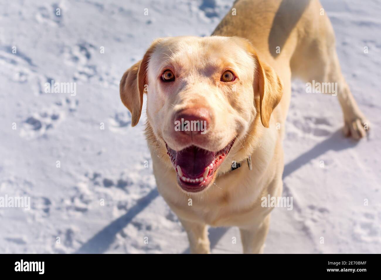 Smiling golden labrador retriever from a top view on snow background ...