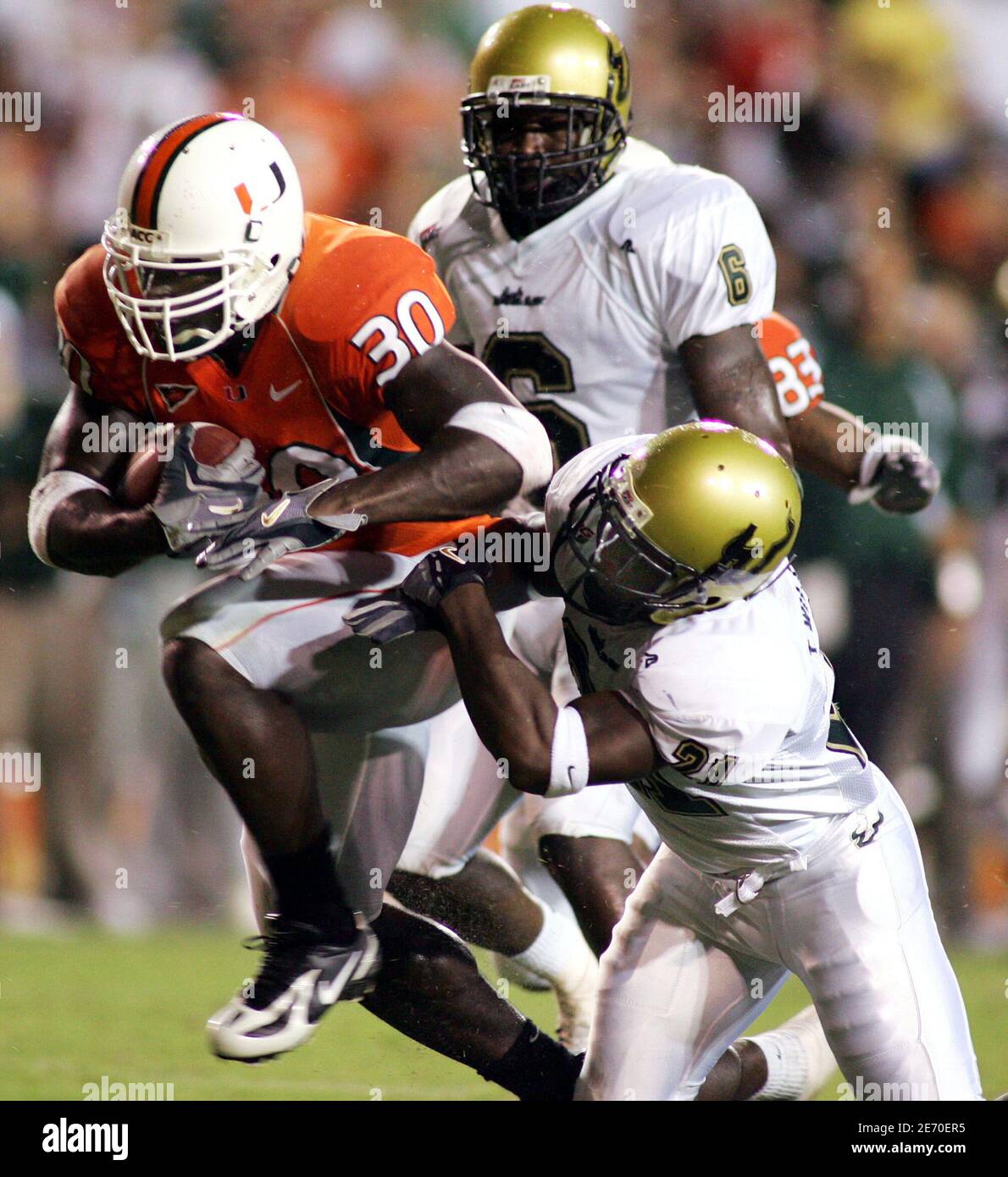 South florida bulls hi-res stock photography and images - Alamy