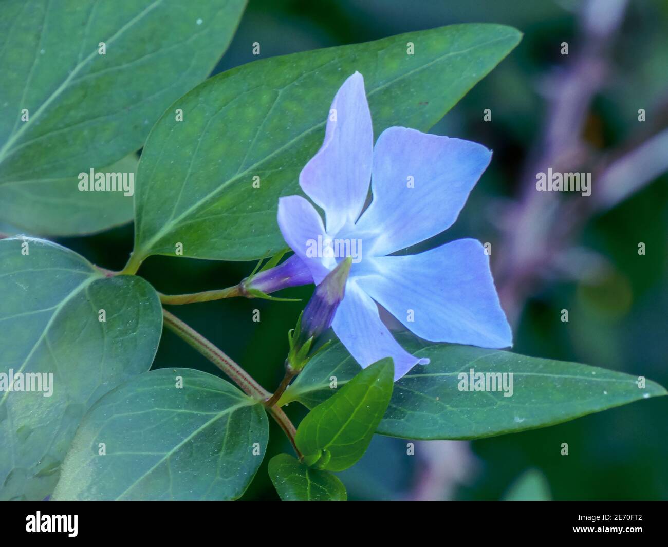 Periwinkle Color High Resolution Stock Photography and Images - Alamy