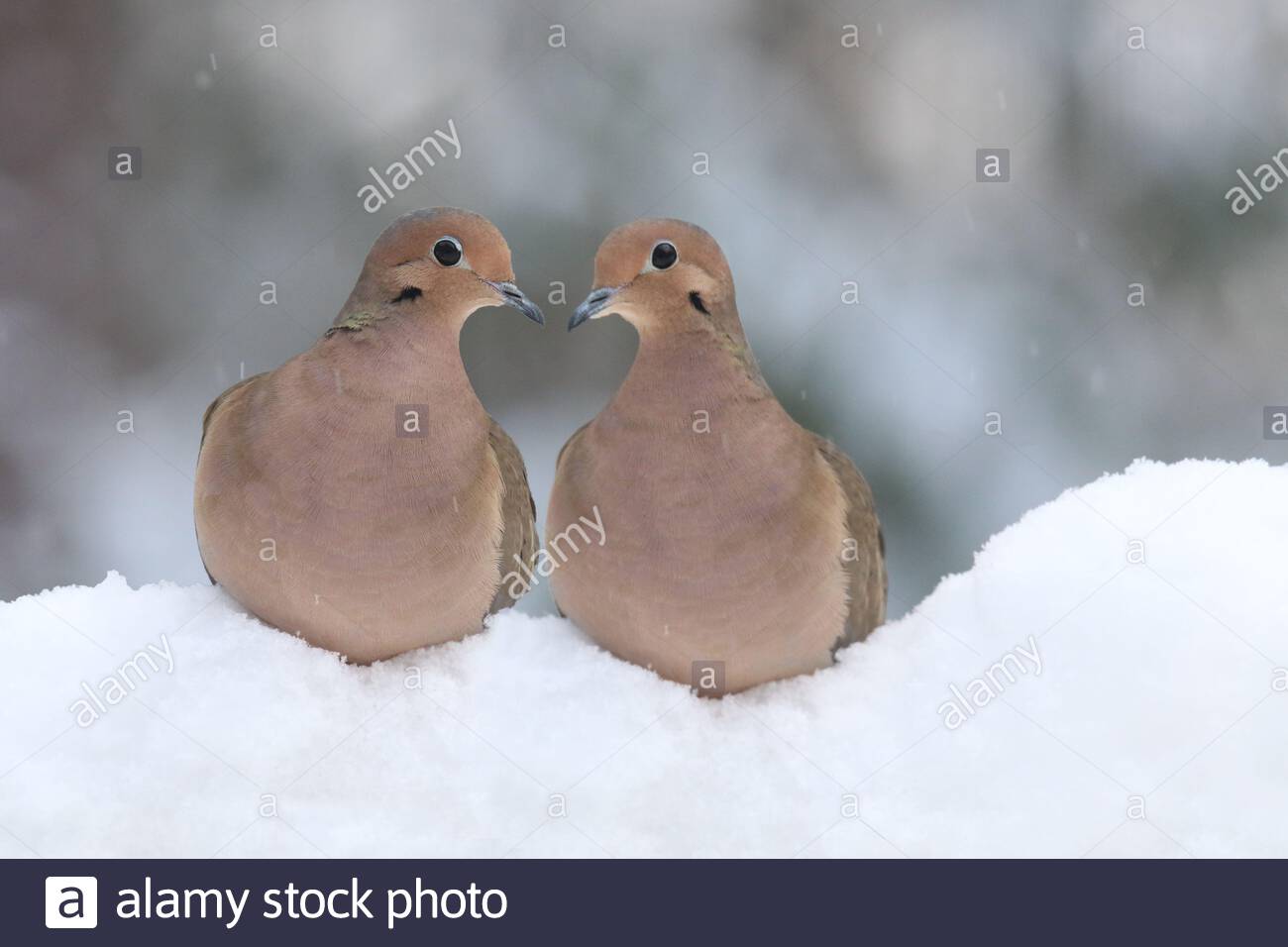 Two Doves Love High Resolution Stock Photography and Images - Alamy